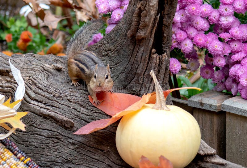 Cheeky Chipmunk in a Fall Scene Stock Photo - Image of critter, flowers ...
