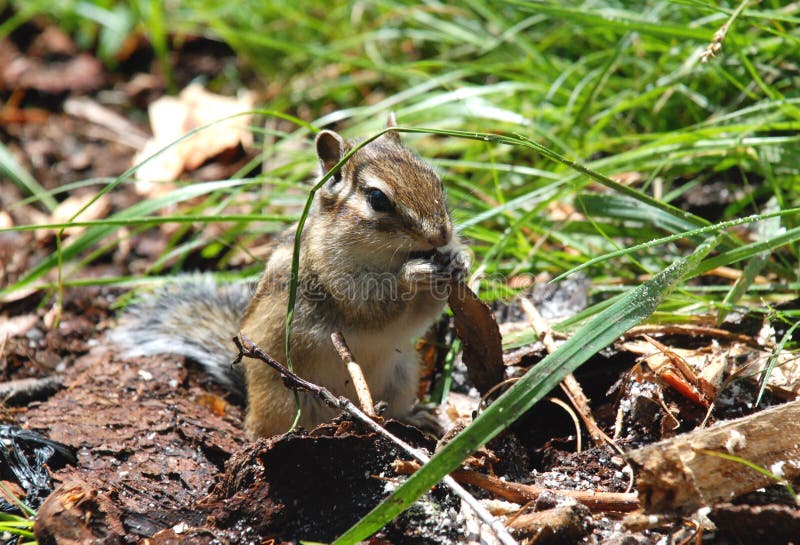 Chipmunk with food stock photo. Image of food, wildlife - 5932544