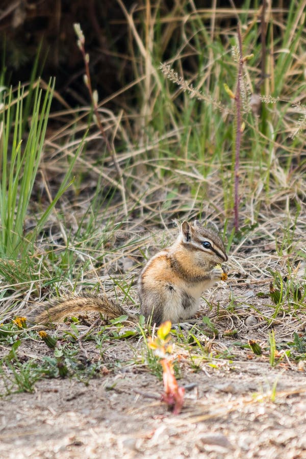 A Chipmunk Foraging on a Grass Eating Bud. Stock Photo - Image of grass ...