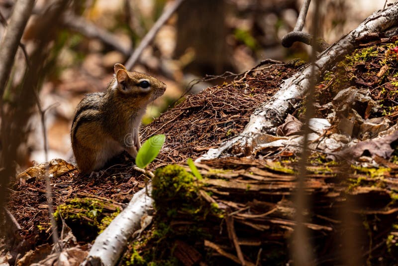 Chipmunk in the Forest stock photo. Image of wilderness - 98025926
