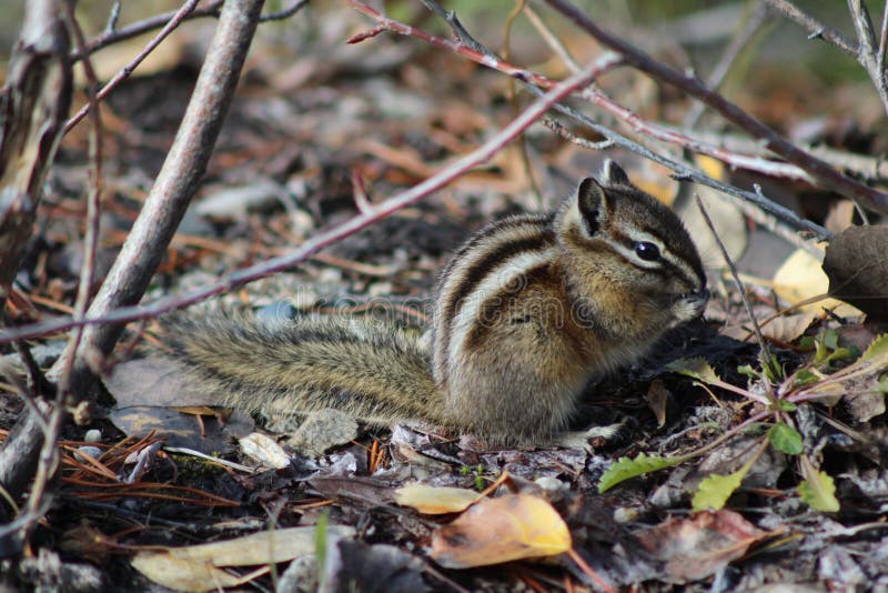 Chipmunk in the Forest stock photo. Image of wilderness - 98025926