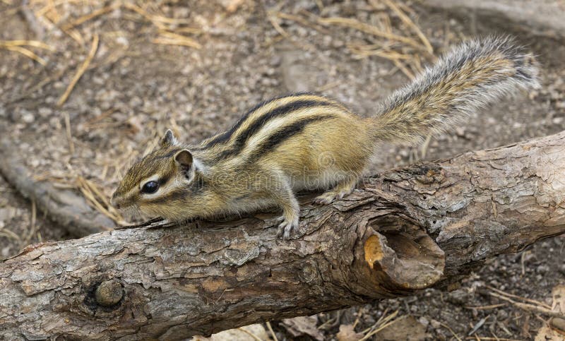 Chipmunk in Forest on Trunk Stock Image - Image of tail, small: 213422171