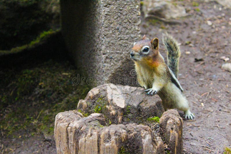 Chipmunk stock photo. Image of rockymountains, rodent - 75987562