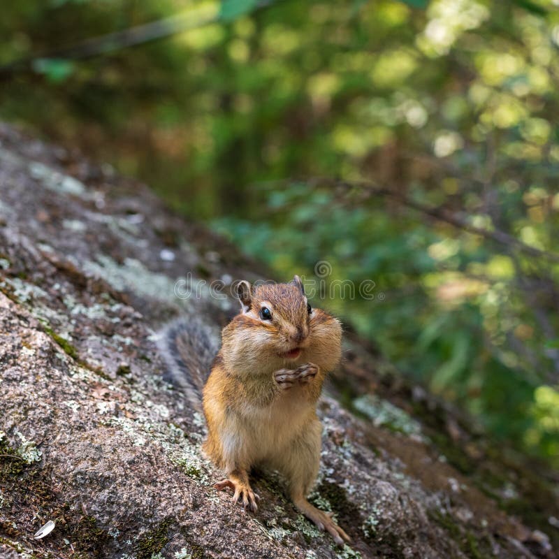 Fattest Chipmunk In The World