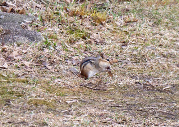 A Chipmunk in the Grass Eating a Seed Stock Photo - Image of tree ...