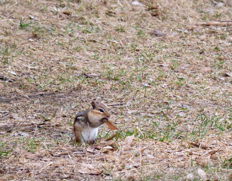 A Chipmunk in the Grass Eating Seeds Stock Photo - Image of bird ...