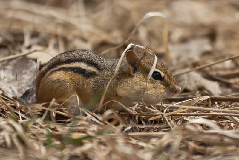 Chipmunk in the grass stock photo. Image of chipmunk - 40086426