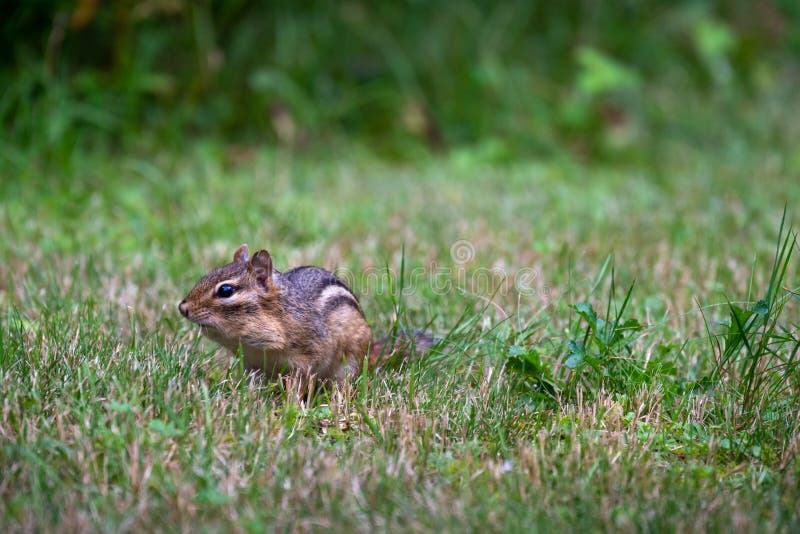 Chipmunk in the Grass in Wisconsin Stock Photo - Image of plant ...