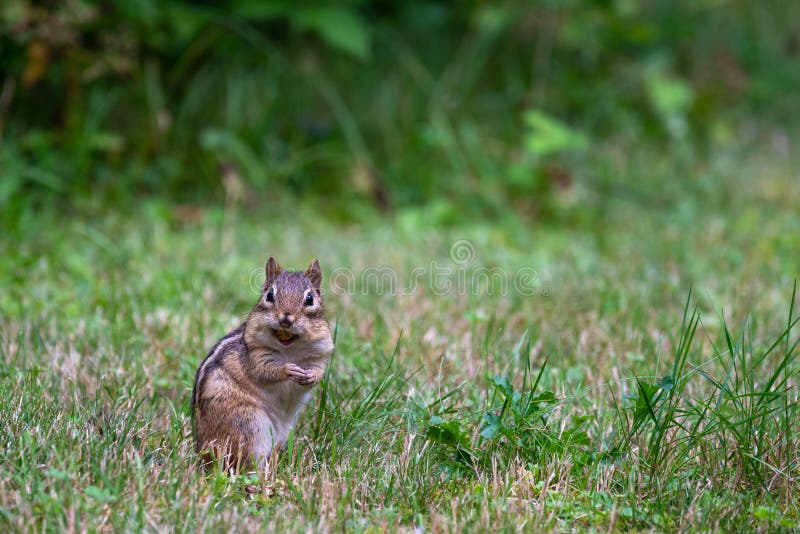 Chipmunk in the Grass in Wisconsin Stock Image - Image of meadow ...