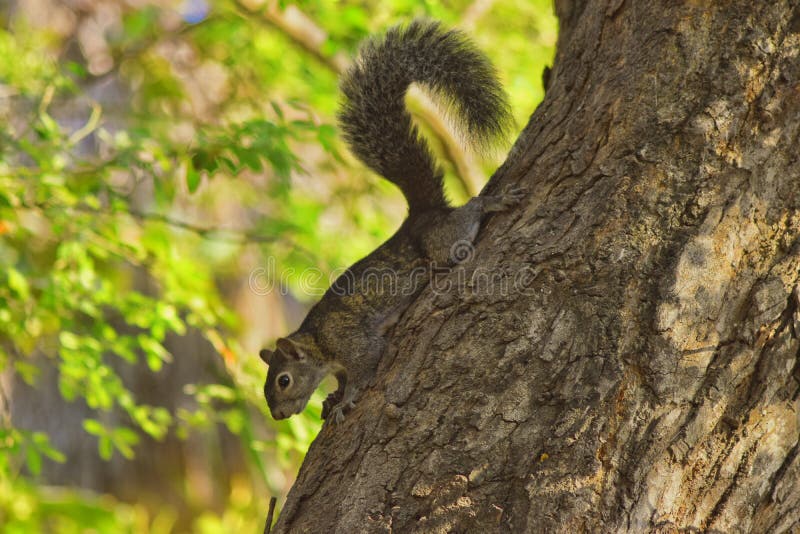 Chipmunk Gray Climbing Tree Chipmunk Gray Climbing Tree Beach Stock ...