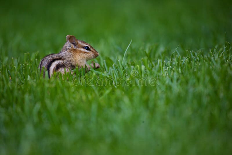 Chipmunk in Green Grass stock image. Image of striped - 17580857
