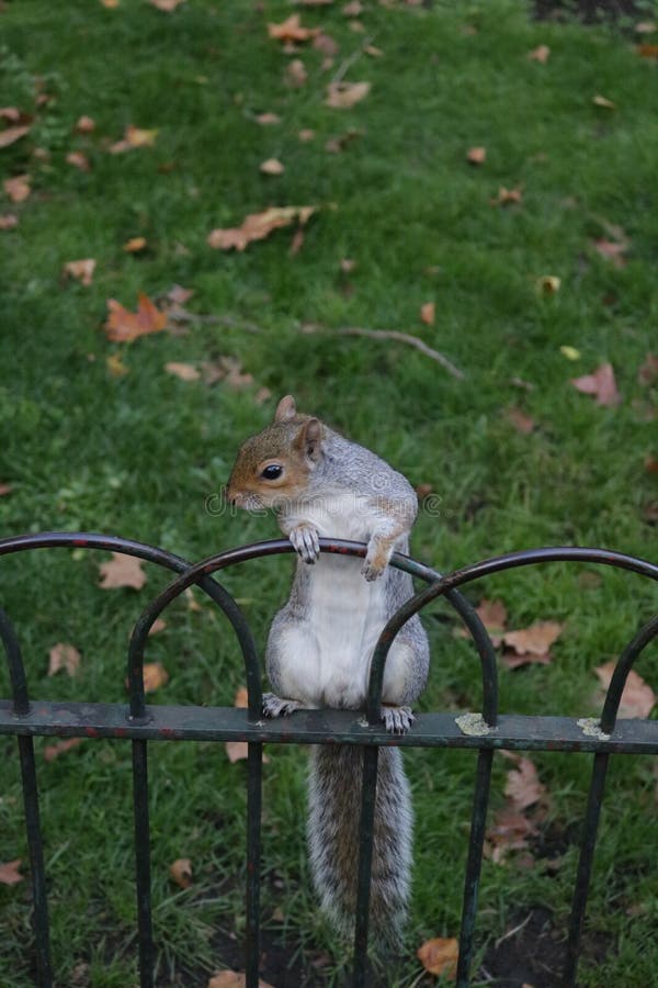 Chipmunk stock photo. Image of green, park, chipmunk - 133307342