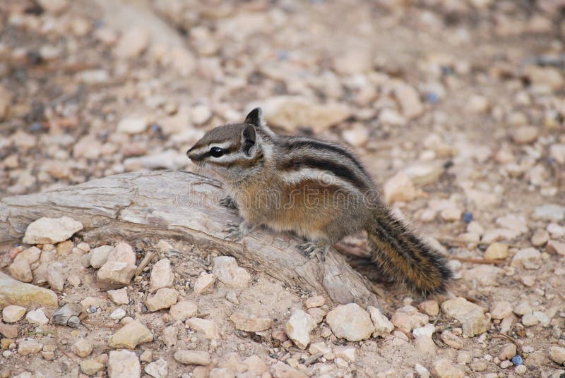 Chipmunk on the Ground Close Up Stock Photo - Image of squirrel, forest ...
