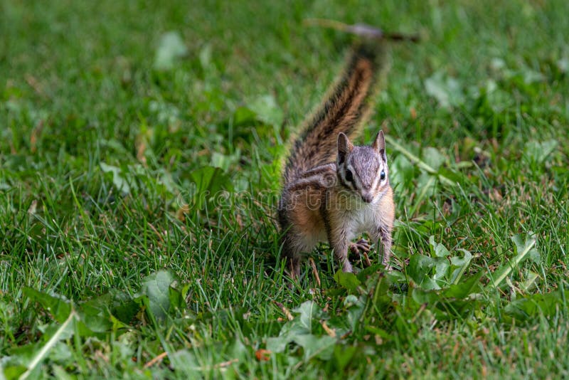 The Chipmunk Has a Long Tail that is Standing Up on Some Grass Stock ...