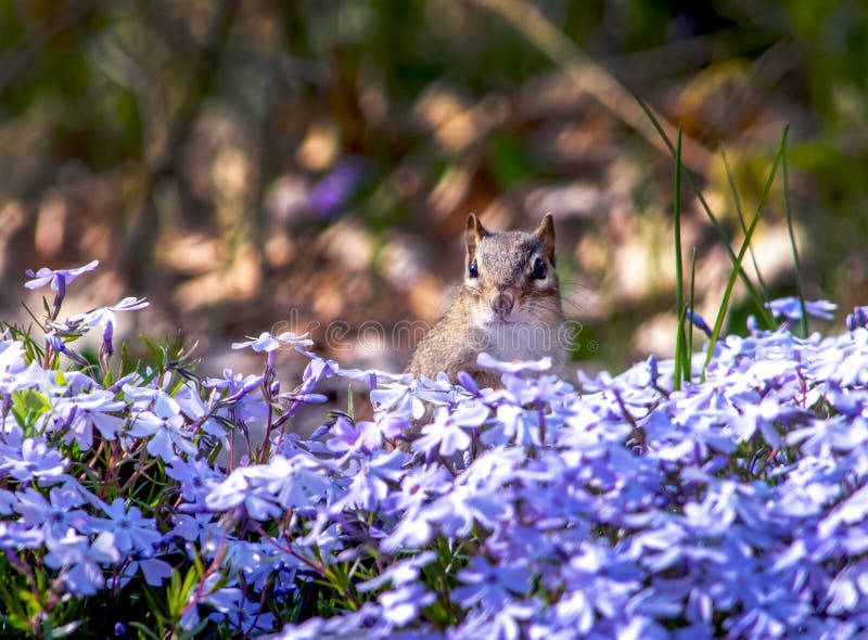 Chipmunk Hiding in Purple Flowers Stock Image - Image of flowers, crop ...