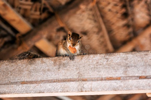 Chipmunk Holds a Nut in His Teeth Stock Image - Image of chew, park ...