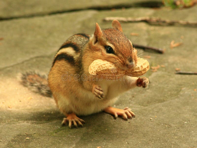 Chipmunk Humor stock photo. Image of chipmonk, squirrel - 1341988