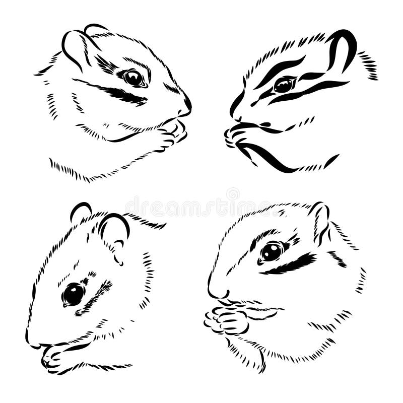 Chipmunk Illustration in Doodle Style. Vector Isolated on a White ...
