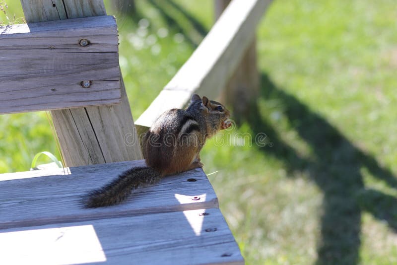 Chipmunk stock photo. Image of adorable, tail, animal - 64395822