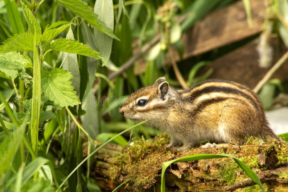 Family of a Chipmunk in the Rural House Stock Photo - Image of portrait ...