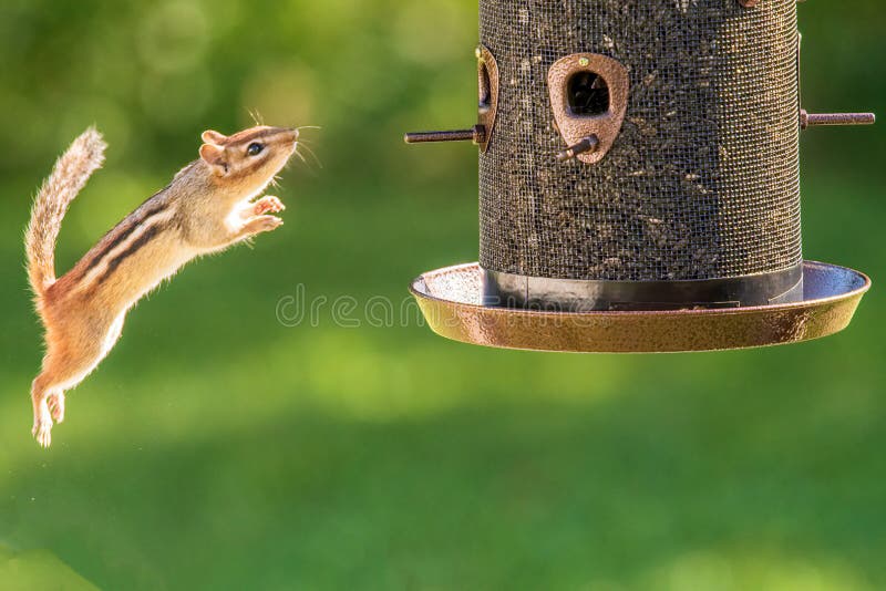 Chipmunk Jumping on a Feeder Stock Image - Image of sparrow, bird ...