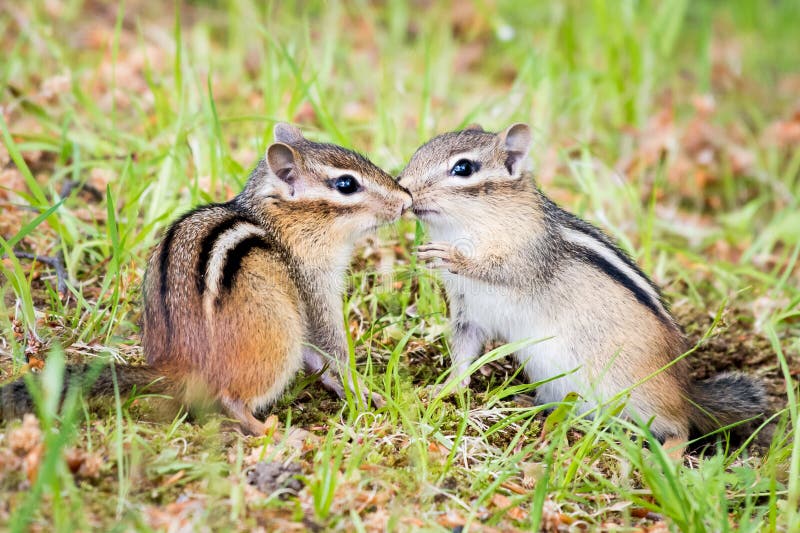 Chipmunk Kiss stock photo. Image of point, animal, mammal - 87535378