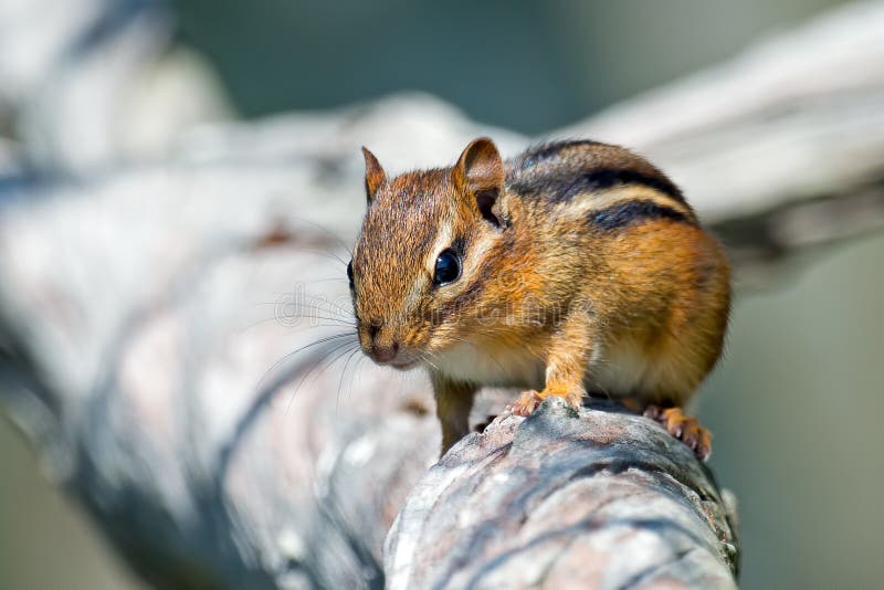 Chipmunk stock photo. Image of chipmunks, animal, nature - 42649672