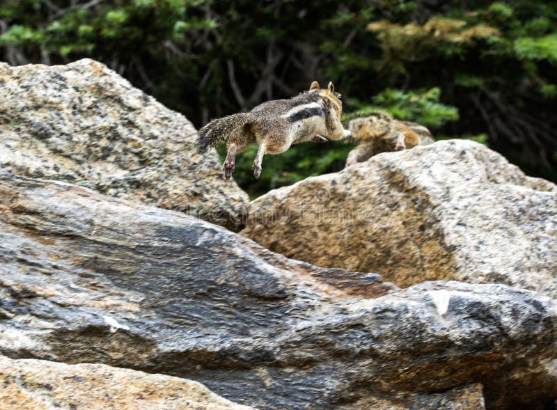 Chipmunk Leaps Stock Photos - Free & Royalty-Free Stock Photos from ...