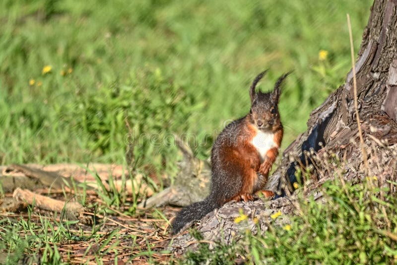 A Chipmunk Running Around in the Grass Having Fun Stock Photo - Image ...