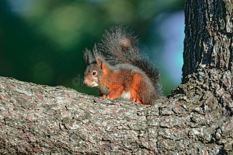 240 Chipmunk Teeth Stock Photos - Free & Royalty-Free Stock Photos from ...