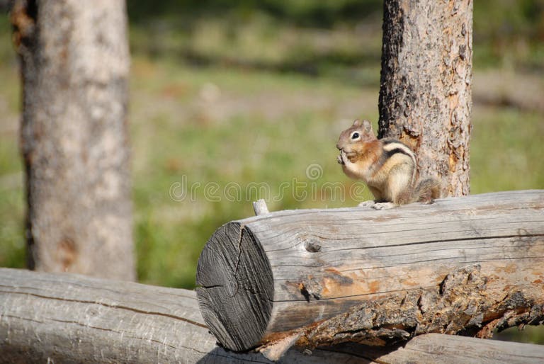 Chipmunk on Log stock image. Image of nature, outdoor - 11146281