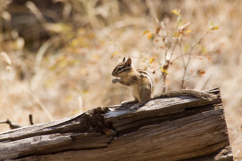 Chipmunk On Log Picture. Image: 1414251