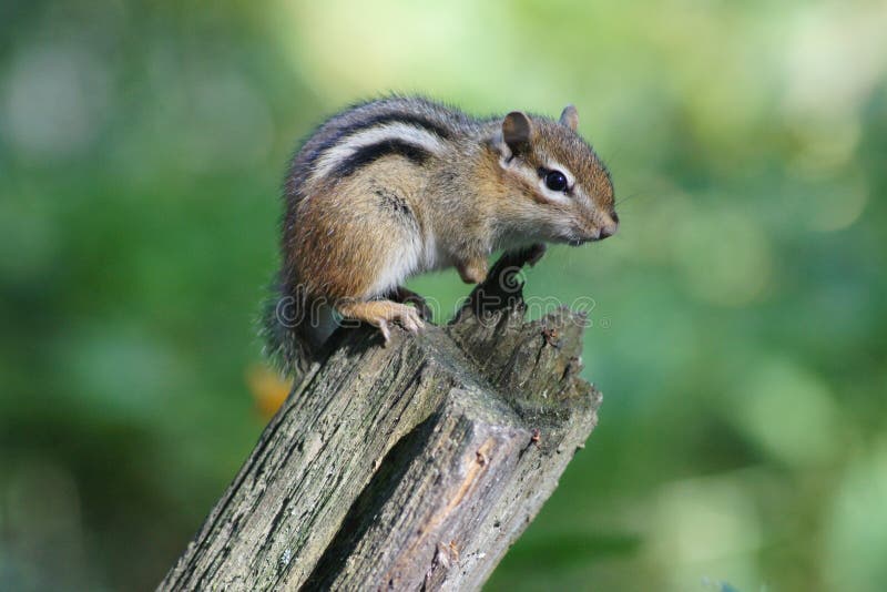 150 Chipmunk Sitting Log Stock Photos - Free & Royalty-Free Stock ...