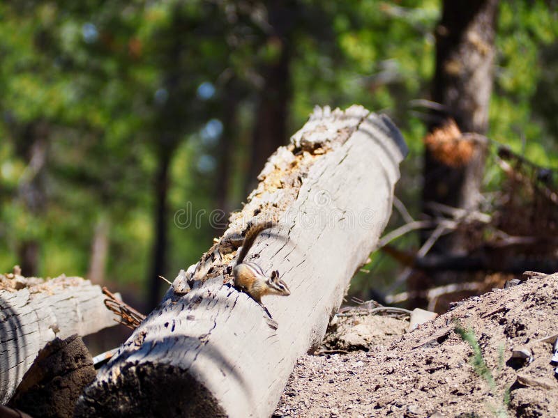 Chipmunk on a log stock image. Image of juvenile, animal - 190179625