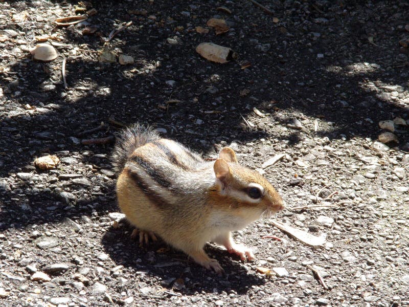 Chipmunk stock photo. Image of wild, nature, wildlife - 273727770