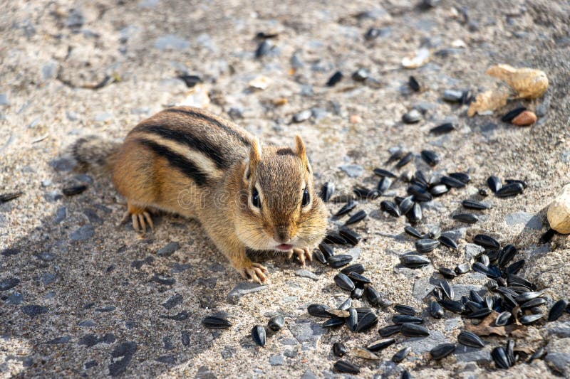 Chipmunk Looking at Us with Sunflower Seeds and Peanuts on the Ground ...