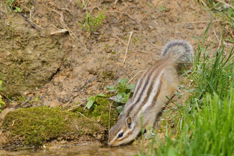 Chipmunk stock photo. Image of drink, nature, wildlife - 378523712