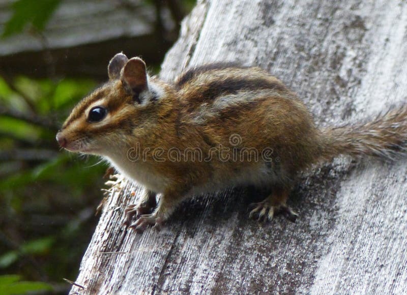 Chipmunk stock image. Image of mammal, mount, america - 98681713