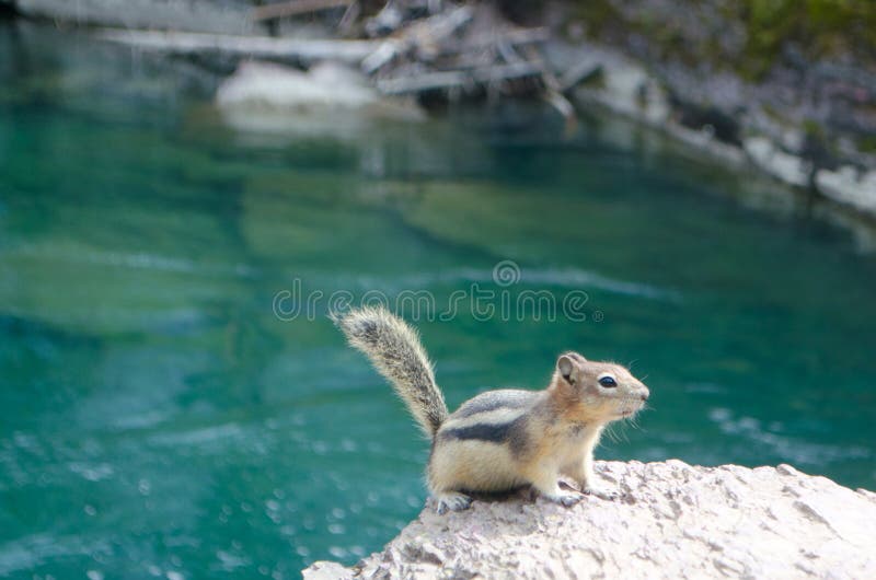 Chipmunk Next To Water stock image. Image of small, rodent - 179451047