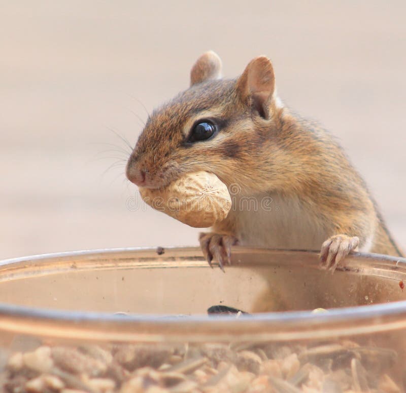 Chipmunk stock image. Image of snout, peanuts, mouse - 53487327