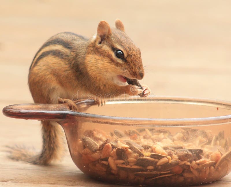 Chipmunk stock photo. Image of mouse, eating, chipmunkeating - 53487396