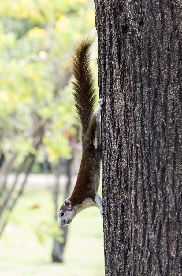 Chipmunk in Park stock image. Image of clamber, tree - 39536741