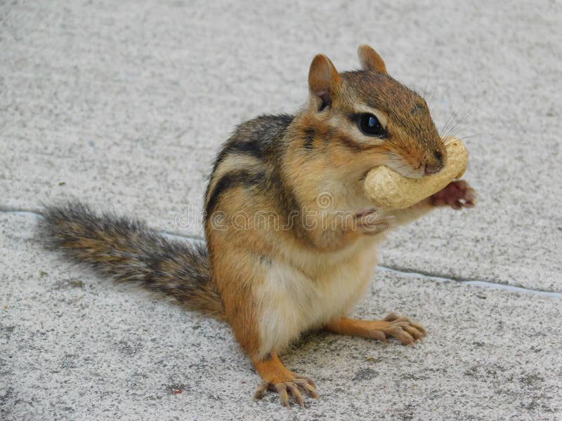 Chipmunk with peanut stock photo. Image of wildlife, minimus - 8744324