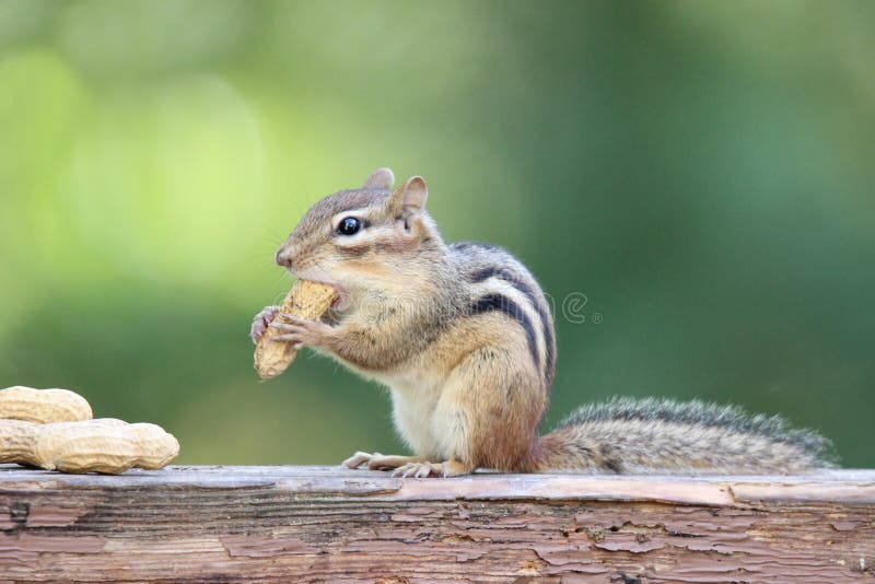 Chipmunk with Peanuts stock image. Image of chubby, mammal - 65635375