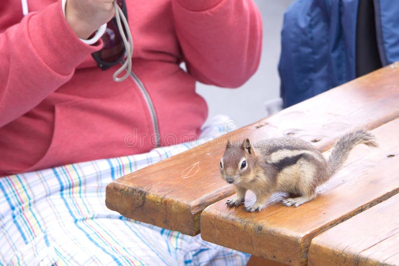 Chipmunk among people stock image. Image of people, mammal - 72355185