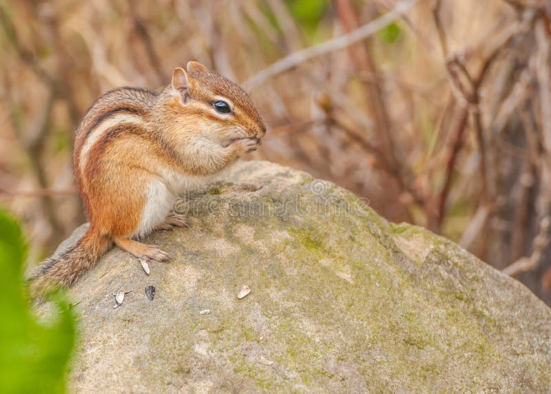 Chipmunk stock image. Image of cheeks, small, nature - 40562709