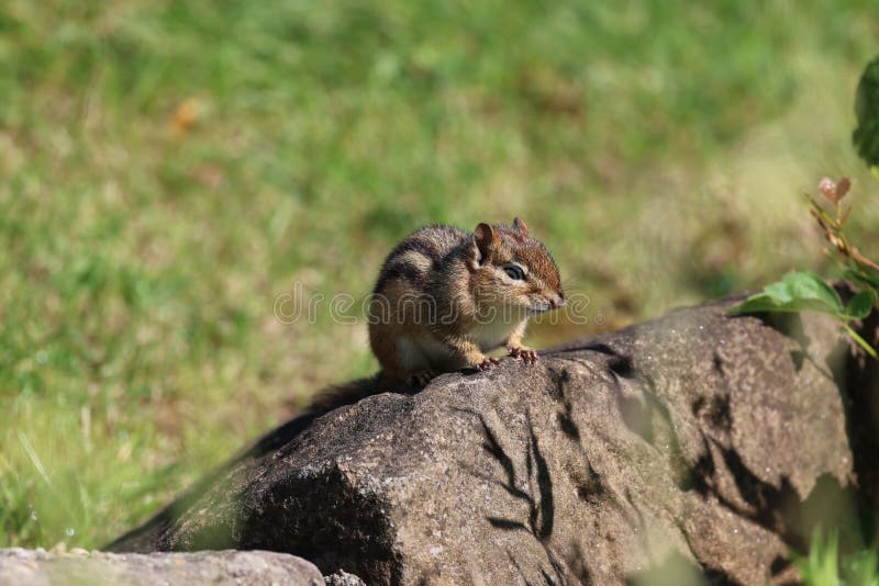 Chipmunk on Rock with Green Background Stock Photo - Image of peaceful ...