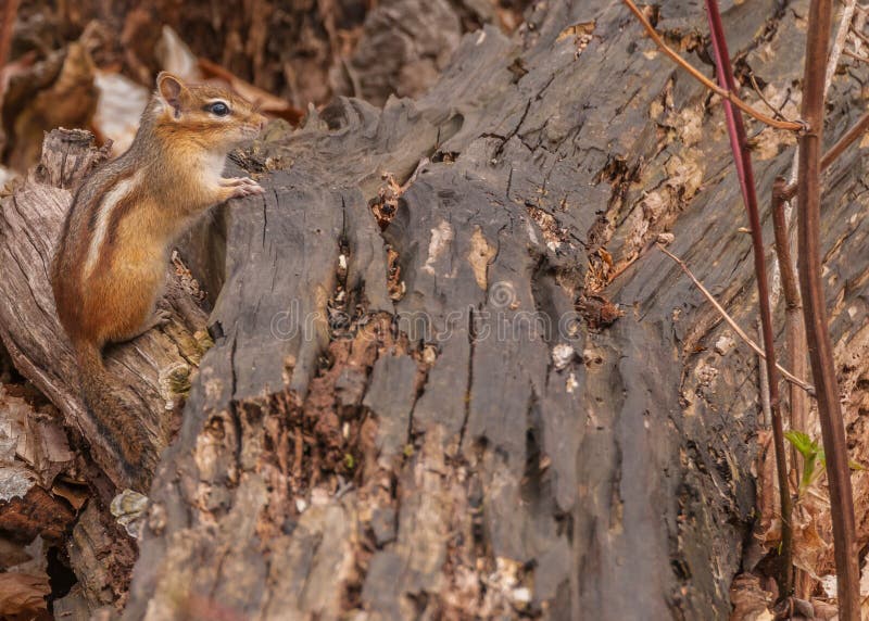 Chipmunk 4 stock photo. Image of woods, wildlife, animal - 94418