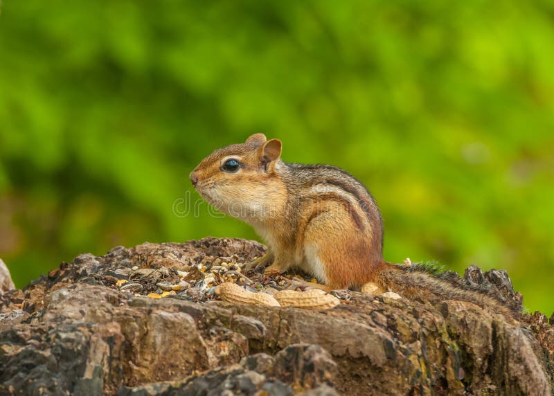 Chipmunk 1 stock image. Image of wildlife, rodent, spring - 94421