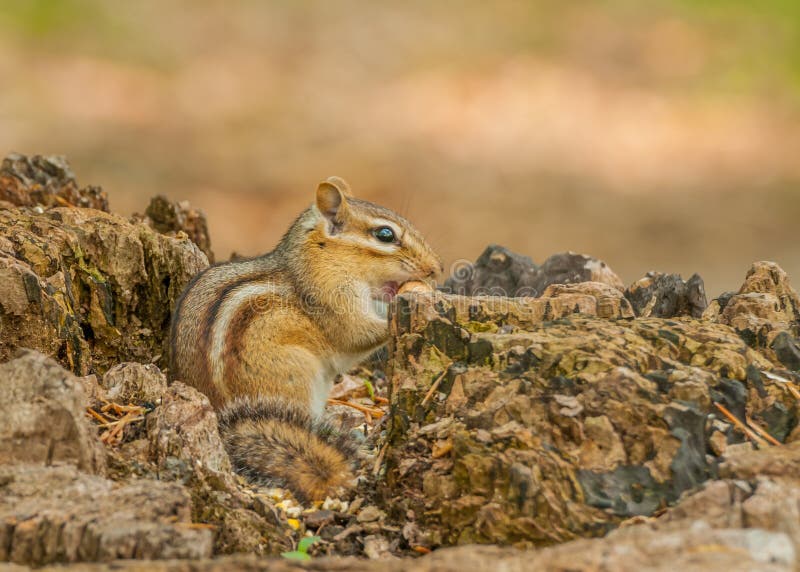 Chipmunk stock photo. Image of puffy, mammal, rodent - 40830864